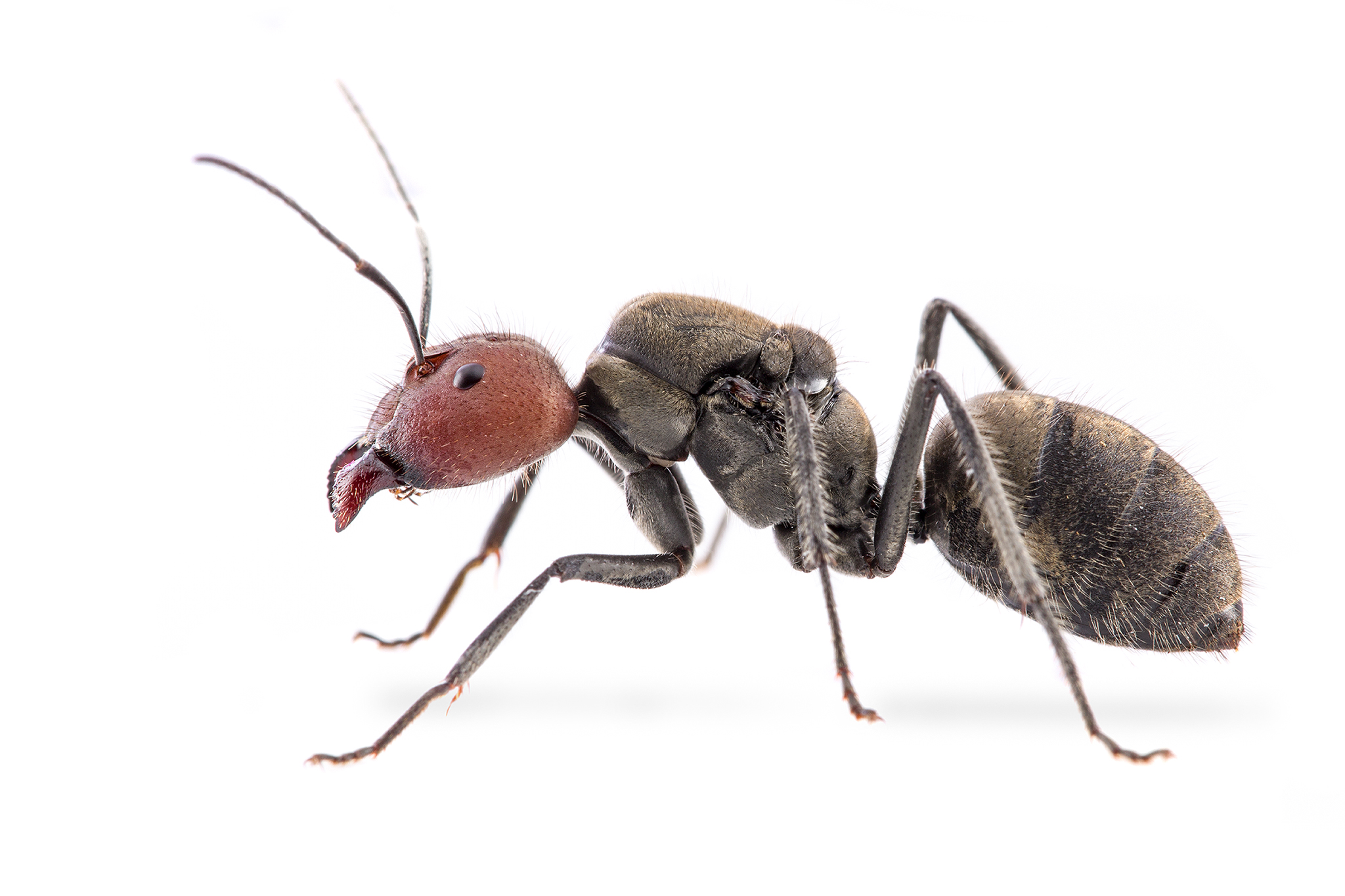 Camponotus Singularis - Tank Kiến Việt Nam