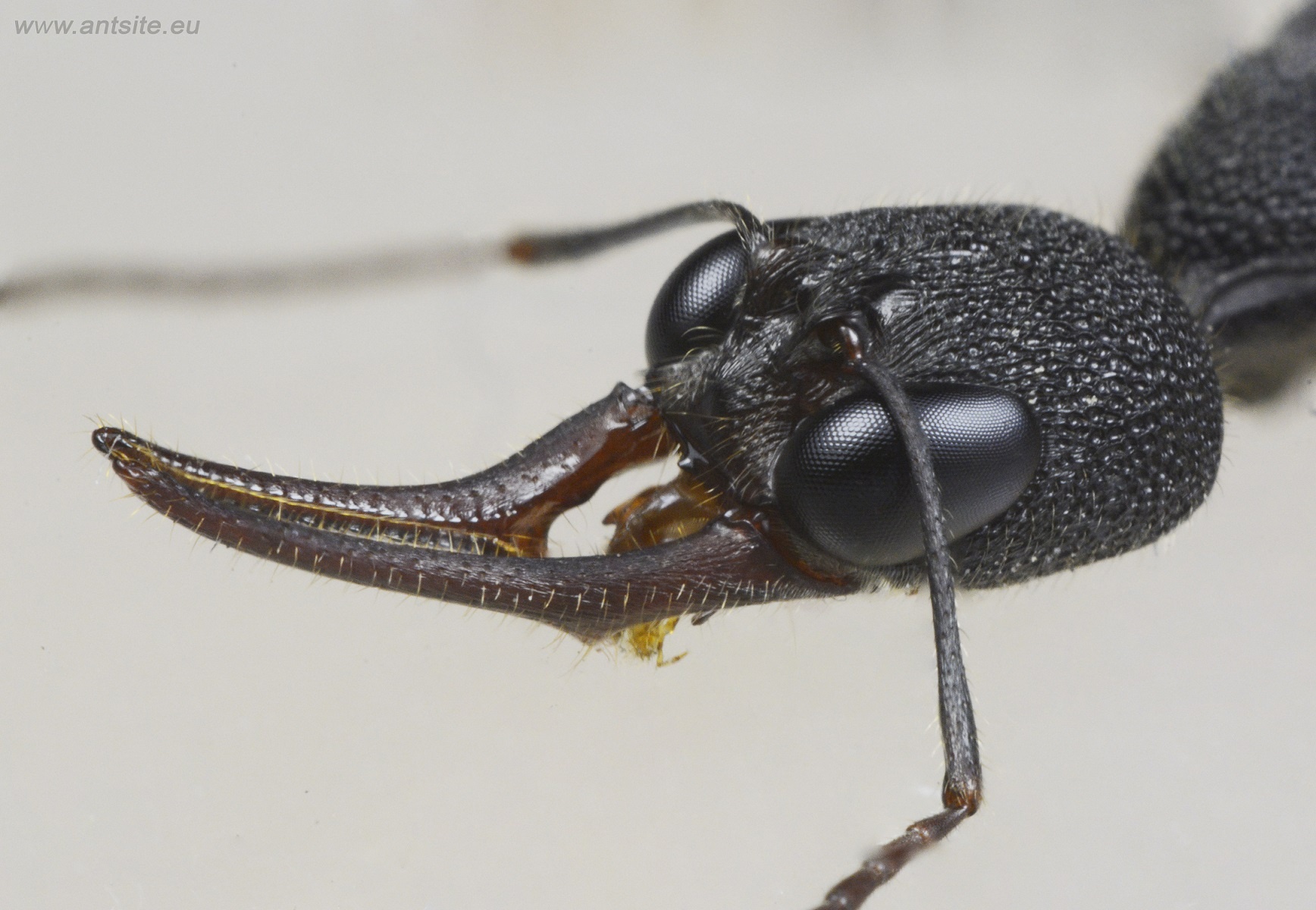 Harpegnathos Venator (HV) - Tank Kiến Việt Nam