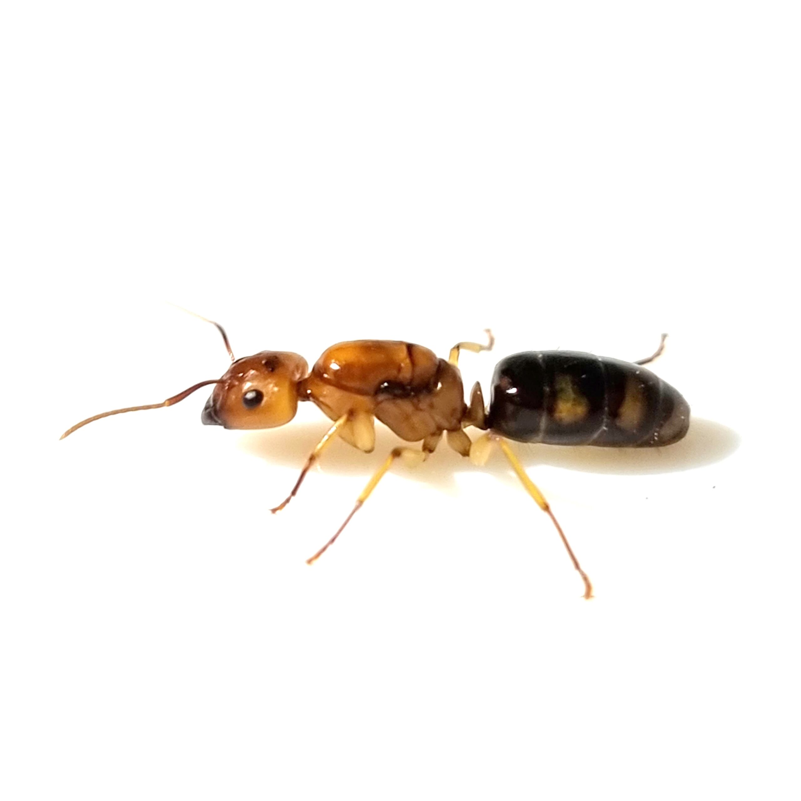 Camponotus Maculatus Subnudus - Tank Kiến Việt Nam