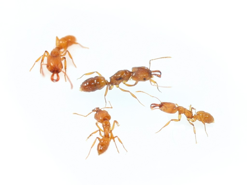 Anochetus Subcoecus - Tank Kiến Việt Nam