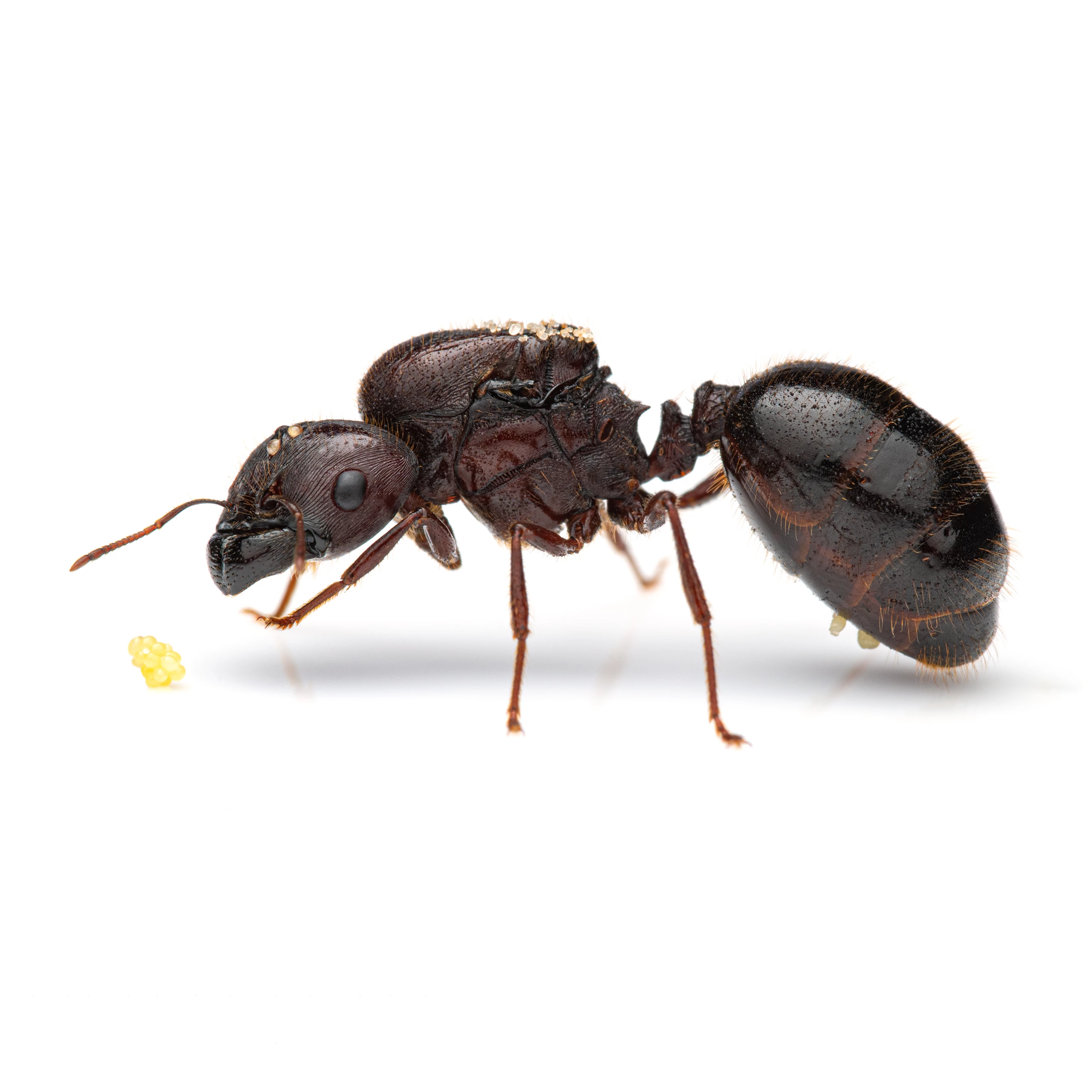 Carebara Diversa - Tank Kiến Việt Nam
