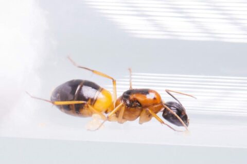 Camponotus Consobrinus - Tank Kiến Việt Nam