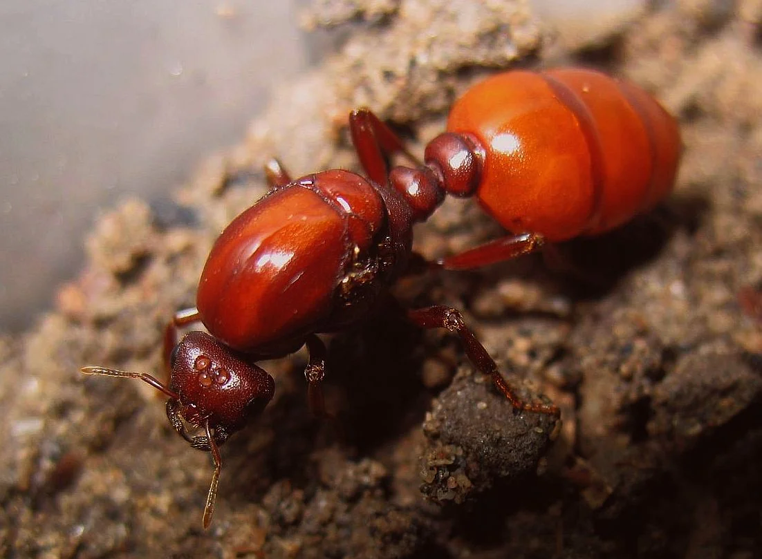 Carebara Castanea - Tank Kiến Việt Nam